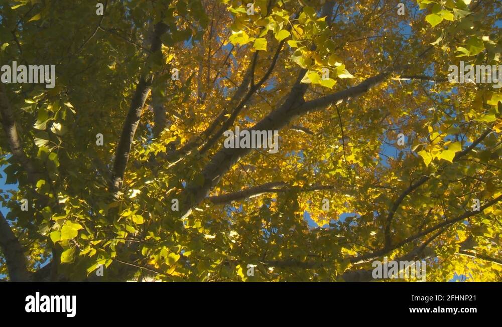 Sunshine yellow canopy Stock Videos & Footage - HD and 4K Video Clips ...