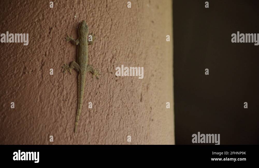 Wall lizard beach Stock Videos & Footage - HD and 4K Video Clips - Alamy