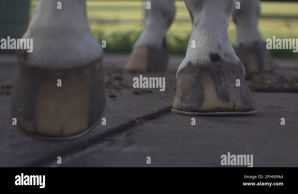 A horse anxiously waiting to run a pawing the ground Stock Video ...