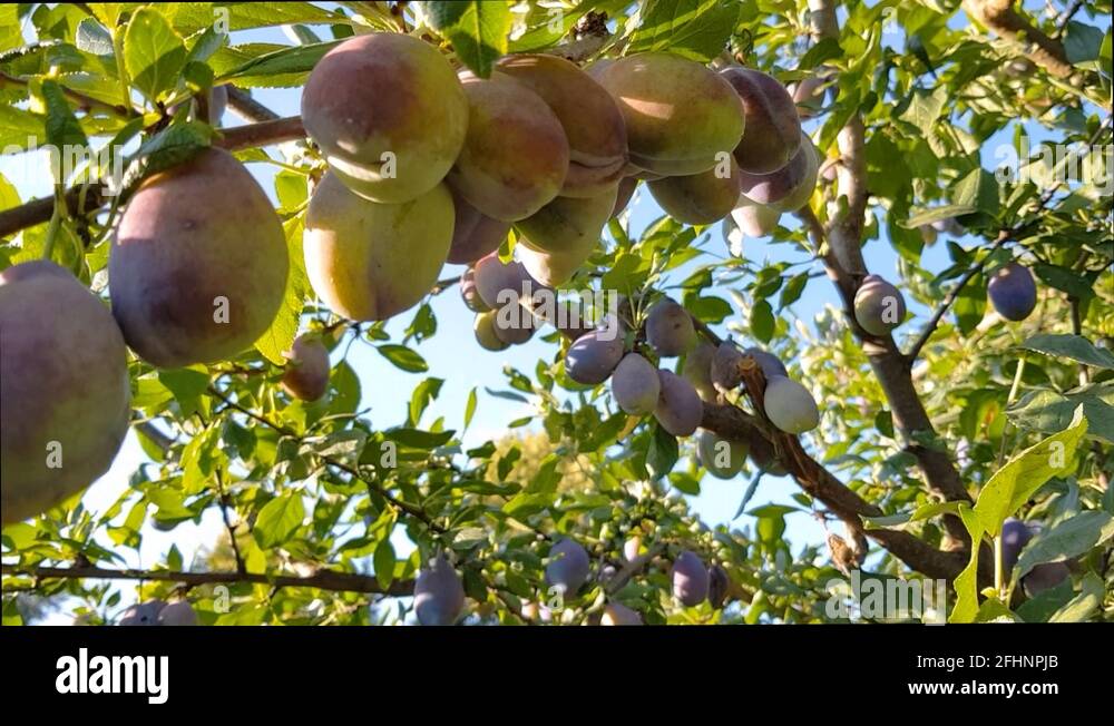 Plumb tree Stock Videos & Footage - HD and 4K Video Clips - Alamy