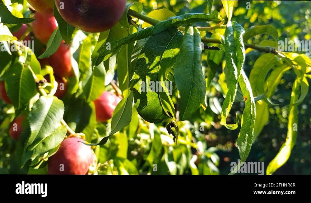 Plumb tree Stock Videos & Footage - HD and 4K Video Clips - Alamy