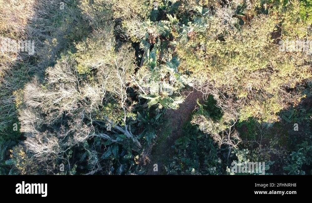 An aerial view of grassland and trees of the Bush Park as the camera ...