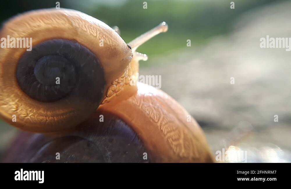 Gastropoda snails a Stock Videos & Footage - HD and 4K Video Clips - Alamy