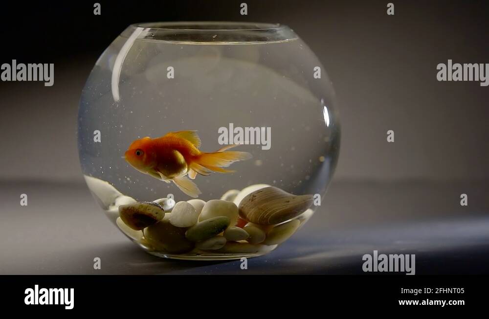 Adult Goldfish Close-up Breathing, Underwater Shot in Home round ...