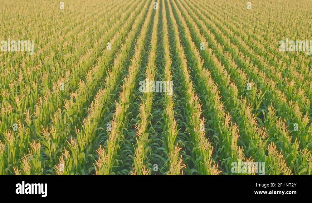 Ariel crops Stock Videos & Footage - HD and 4K Video Clips - Alamy