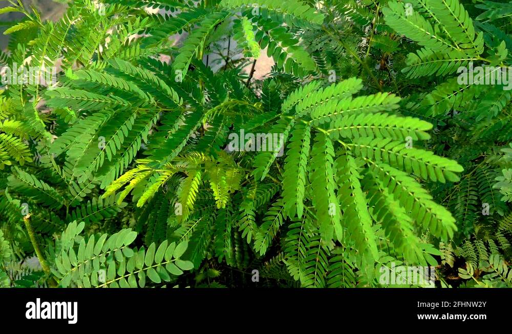 Beautiful tamarind leaves Stock Videos & Footage - HD and 4K Video ...