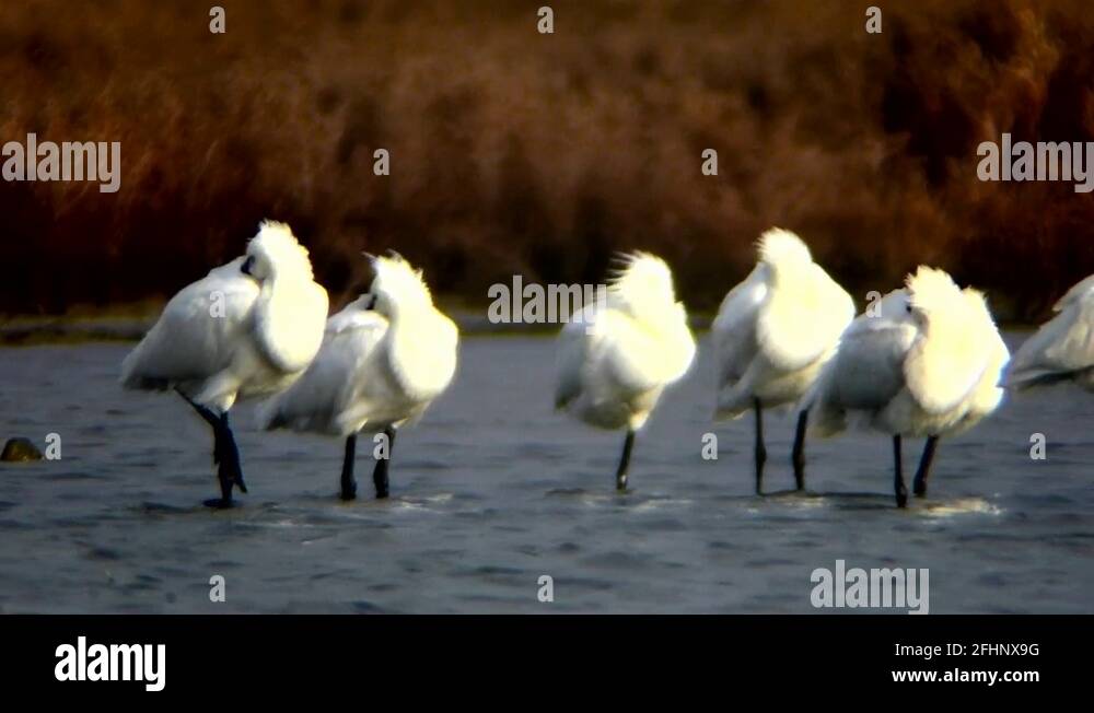 Wildlife oasis Stock Videos & Footage - HD and 4K Video Clips - Alamy