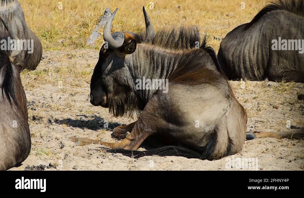 Bull lying down Stock Videos & Footage - HD and 4K Video Clips - Alamy