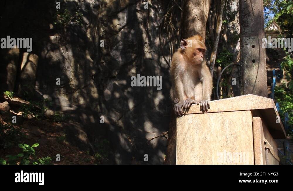 Tiger fighting animals Stock Videos & Footage - HD and 4K Video Clips ...