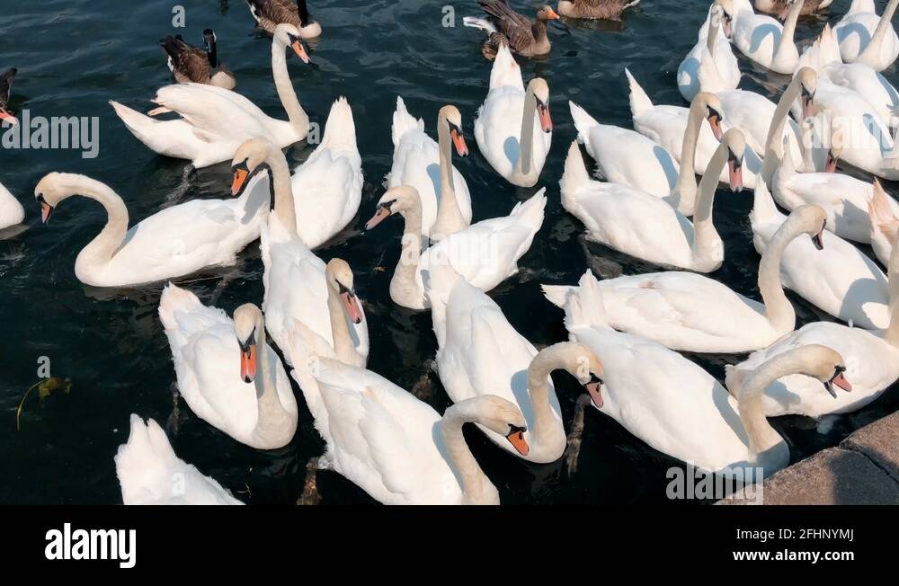 Swans swimming and floating on a English River waiting to be fed. These ...