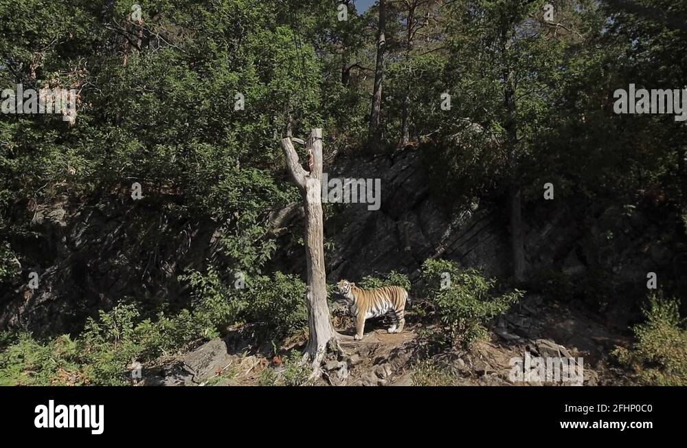 Siberian tiger walking and grabbing food jumping up in a tree Stock ...