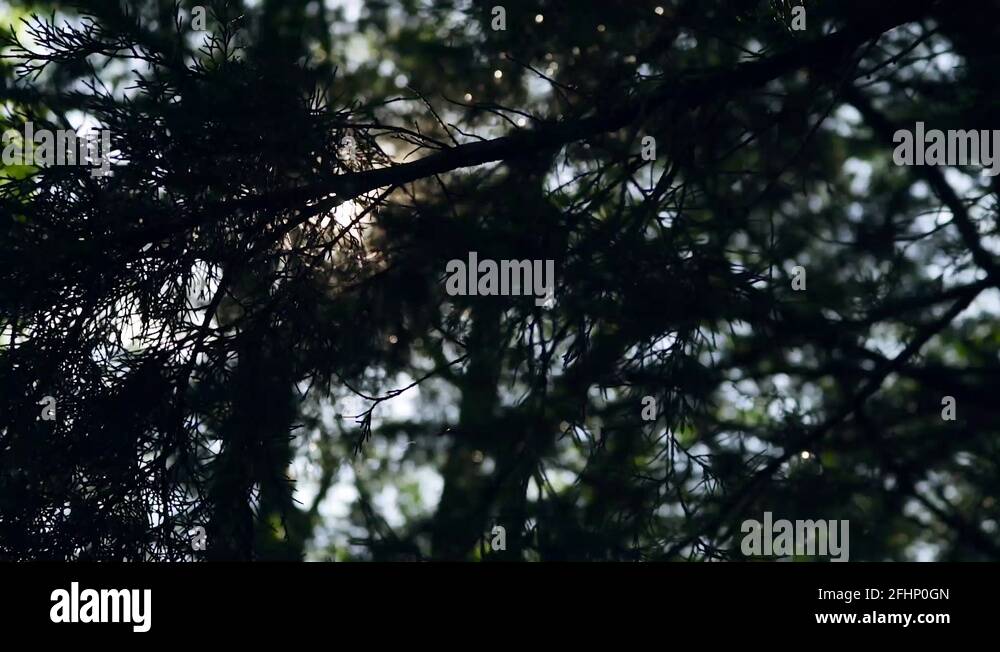 Back lighting tree Stock Videos & Footage - HD and 4K Video Clips - Alamy