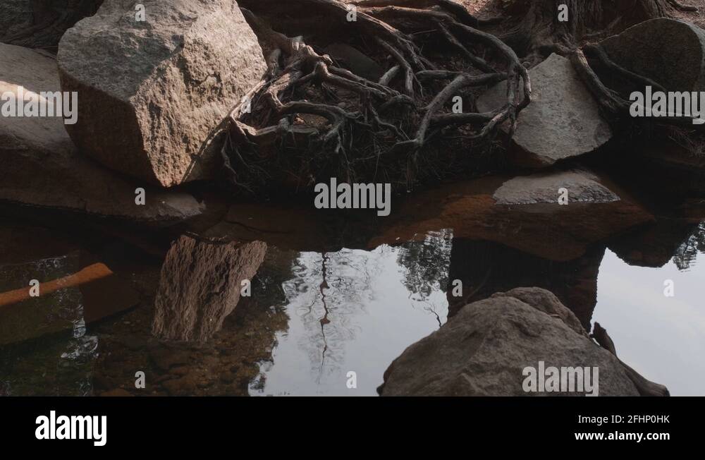 Plant roots rocks Stock Videos & Footage - HD and 4K Video Clips - Alamy