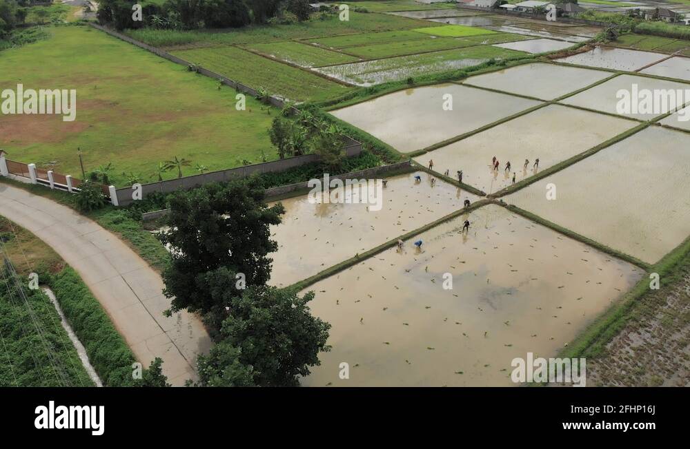 Farmer planting rice plant into flooded paddy field Stock Video Footage ...