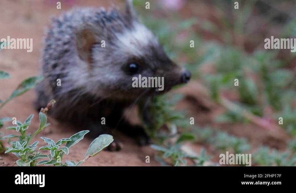 White bellied hedgehog Stock Videos & Footage - HD and 4K Video Clips ...
