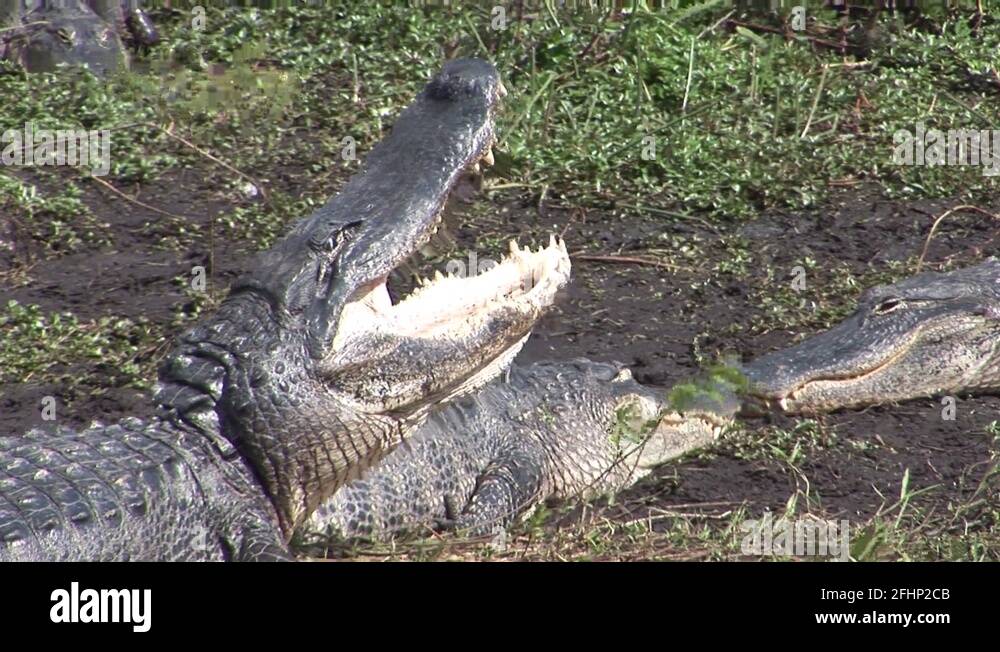 Alligator swamp teeth Stock Videos & Footage - HD and 4K Video Clips ...