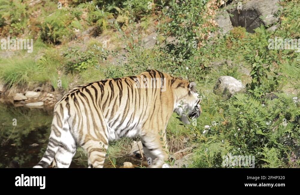 Siberian tiger walking and grabbing food jumping up in a tree Stock ...