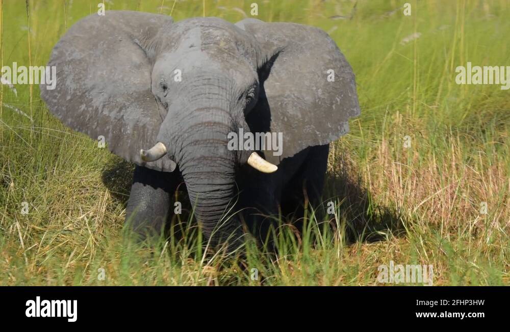 Defense elephant Stock Videos & Footage - HD and 4K Video Clips - Alamy