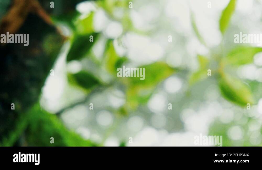 Going outfocus to infocus from green tree leaves to branches. Low angle ...
