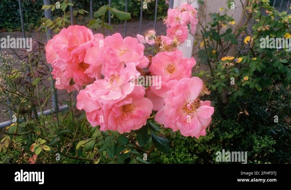 Pink rose plant Stock Videos & Footage - HD and 4K Video Clips - Alamy