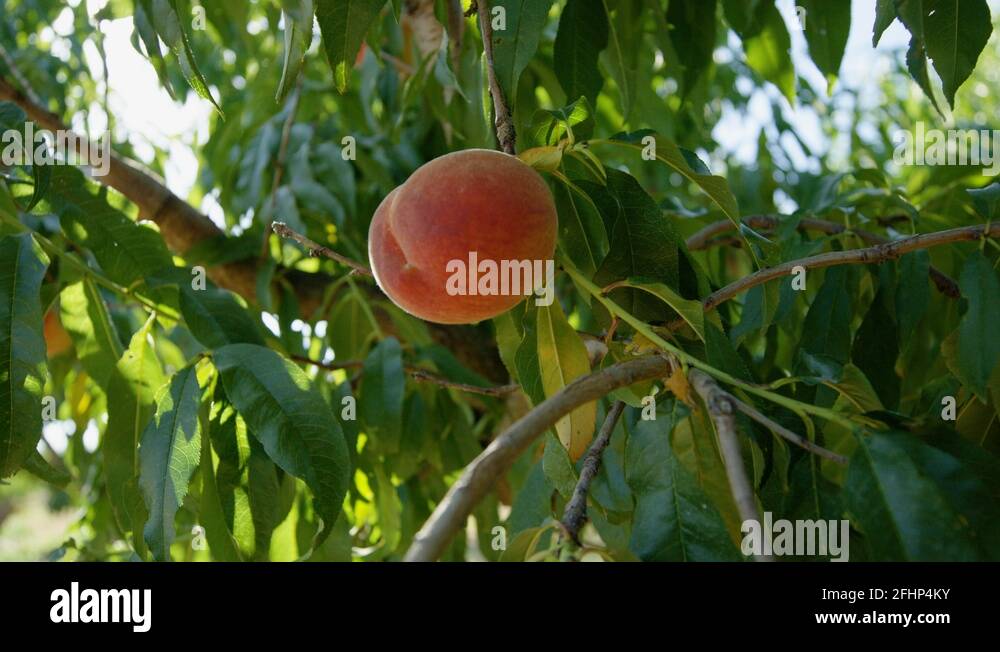 Single peach on a tree with a lens flare Stock Video Footage - Alamy