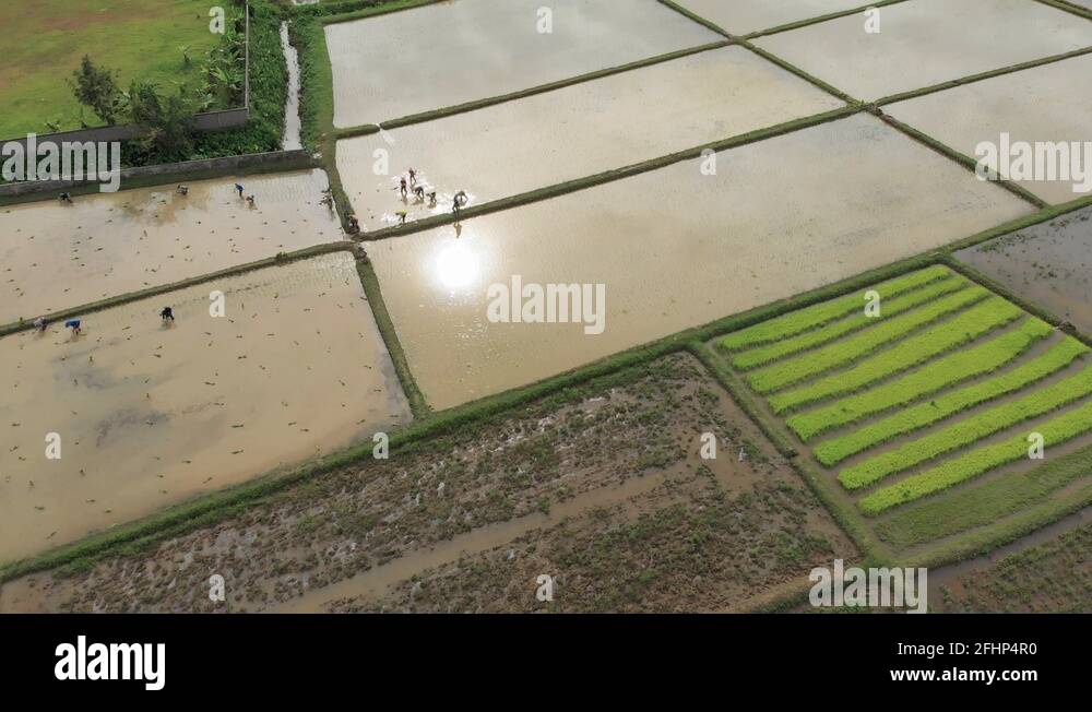 Farmer planting rice plant into flooded paddy field Stock Video Footage ...