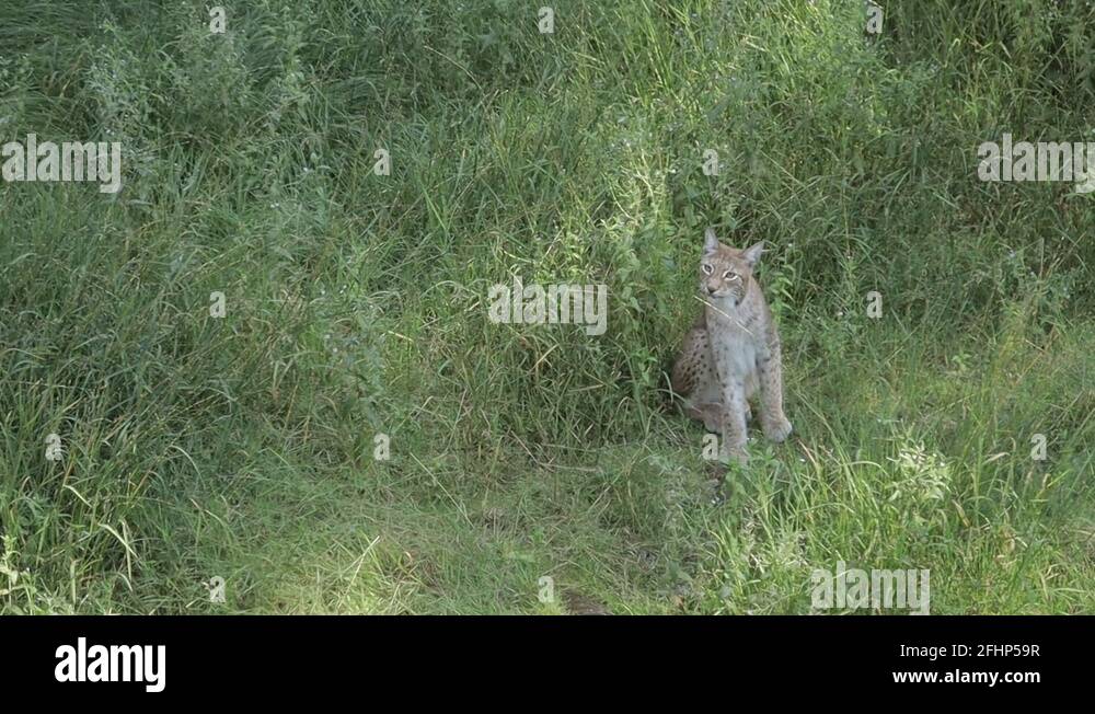 European lynx eurasian lynx lynx Stock Videos & Footage - HD and 4K ...