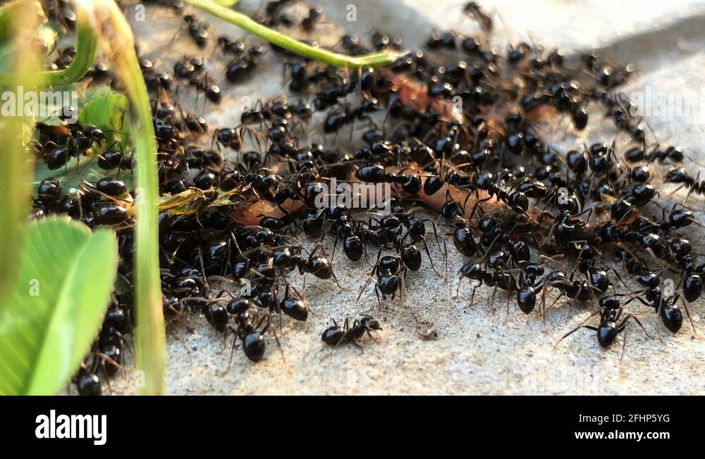 Black garden ants lasius niger Stock Videos & Footage - HD and 4K Video ...