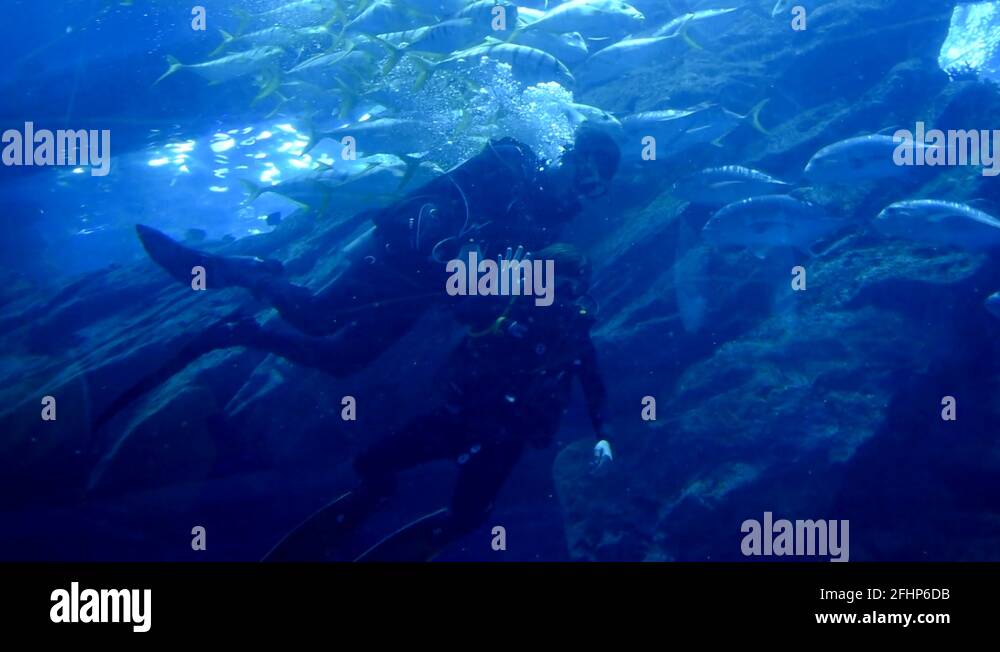 Diving experience Stock Videos & Footage - HD and 4K Video Clips - Alamy