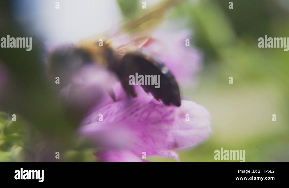 Bumble bee pollinating flowers Stock Videos & Footage - HD and 4K Video ...