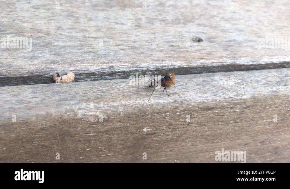 Ant carrying an insect Stock Videos & Footage - HD and 4K Video Clips ...