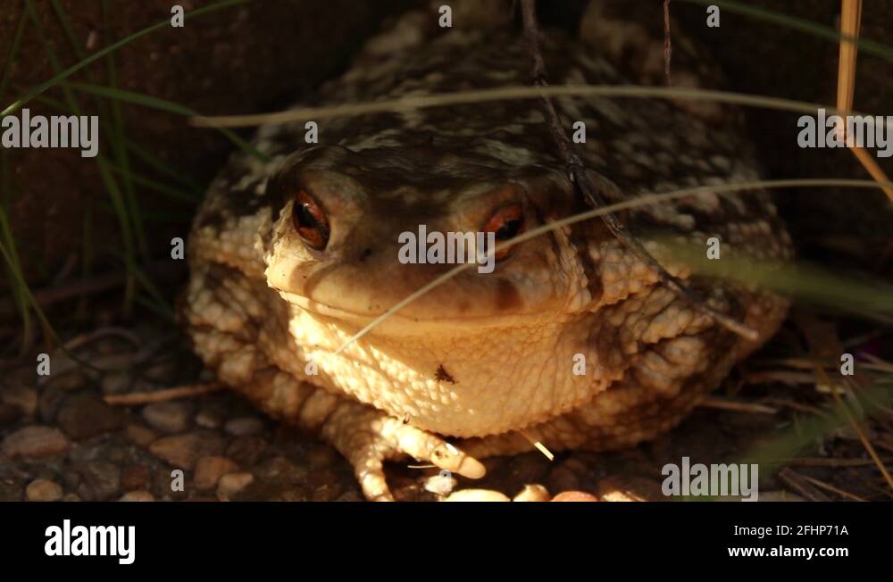 Warty toad skin Stock Videos & Footage - HD and 4K Video Clips - Alamy