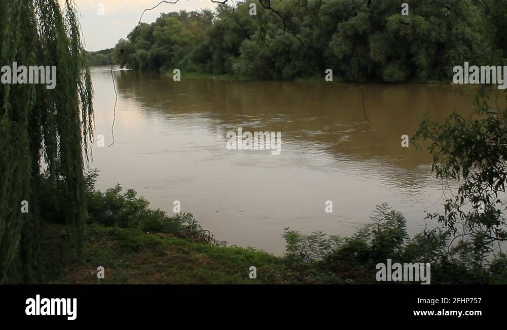 Windy willow trees Stock Videos & Footage - HD and 4K Video Clips - Alamy