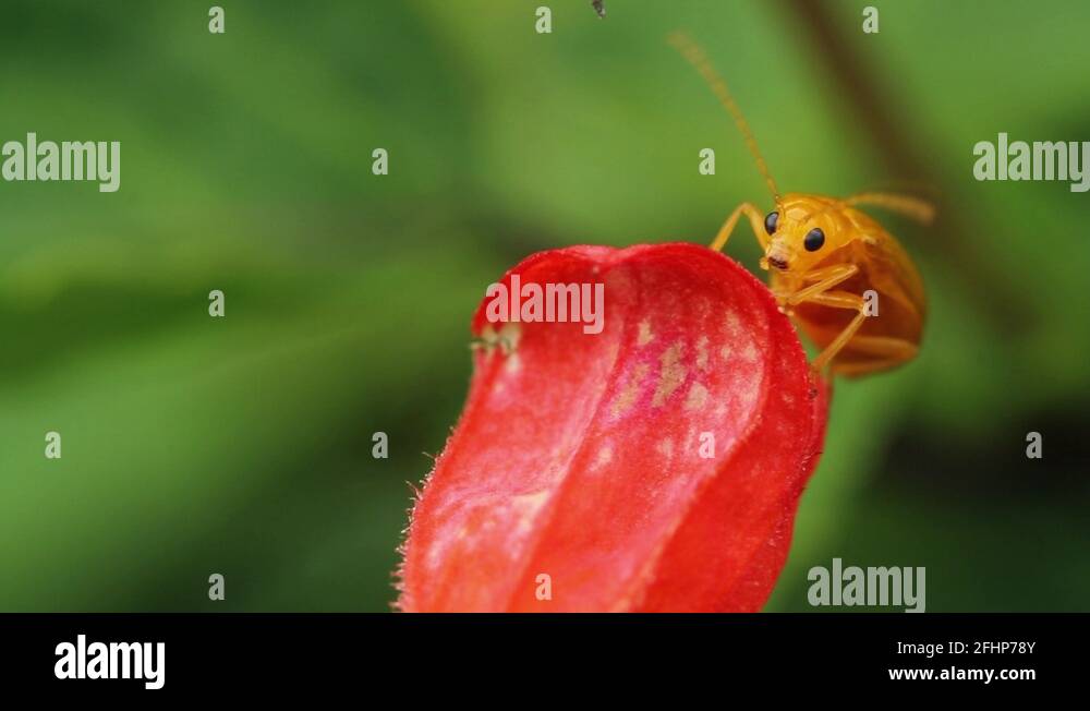 Western ghats insect Stock Videos & Footage - HD and 4K Video Clips - Alamy