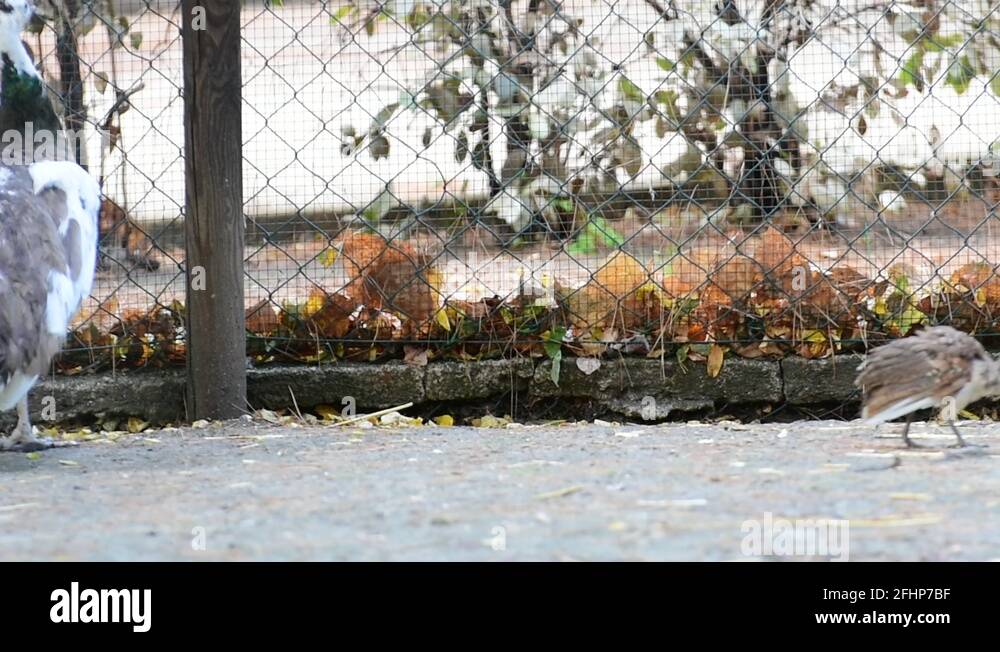 Peacock chicken Stock Videos & Footage - HD and 4K Video Clips - Alamy