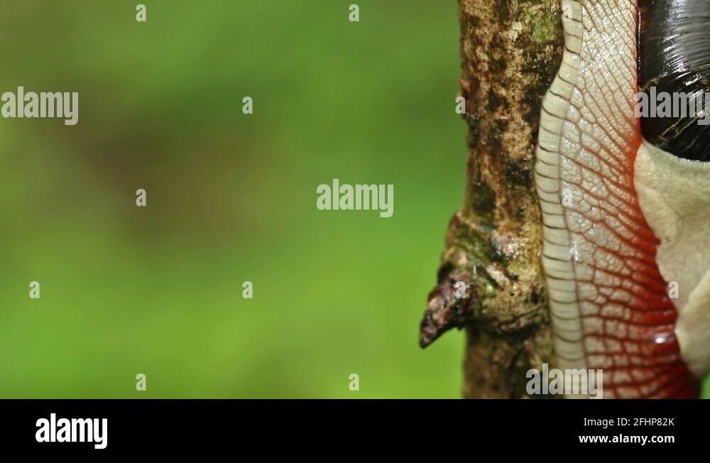 The ampulla Stock Videos & Footage - HD and 4K Video Clips - Alamy