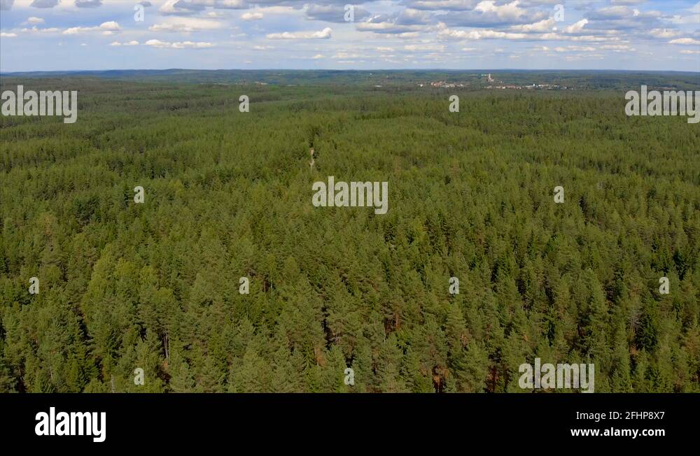 Deep pine forest Stock Videos & Footage - HD and 4K Video Clips - Alamy
