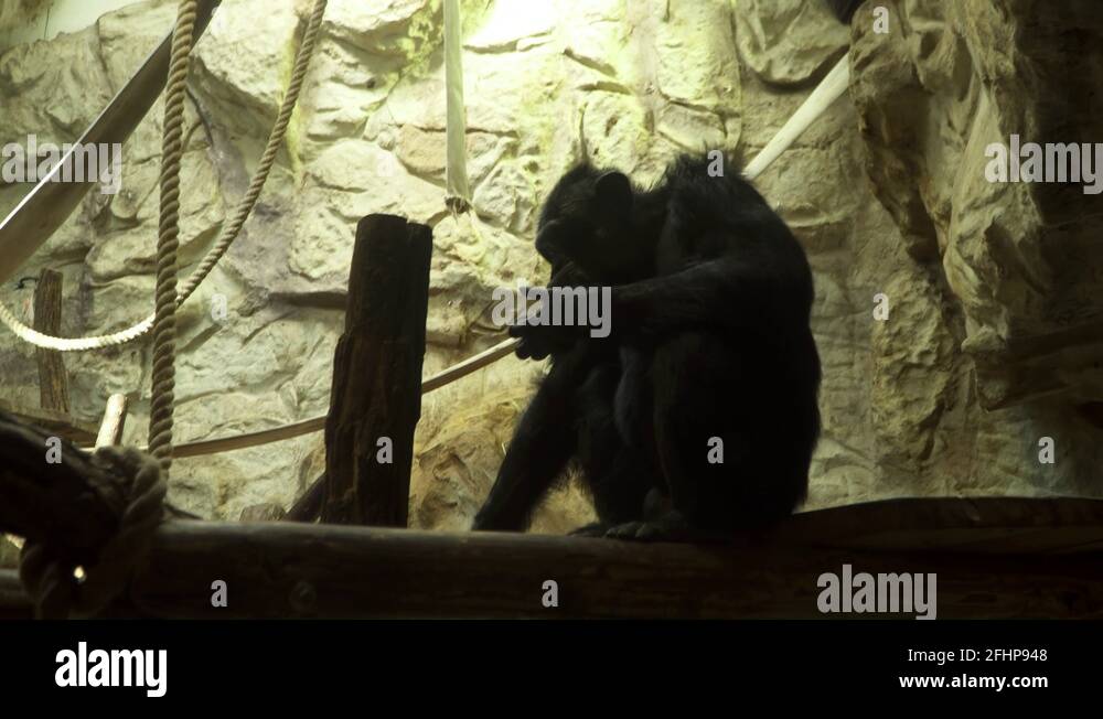 Chimpanzee chewing on some food as it sits atop a rock, watching the ...