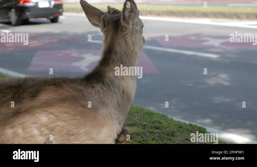 Tara city Stock Videos & Footage - HD and 4K Video Clips - Alamy
