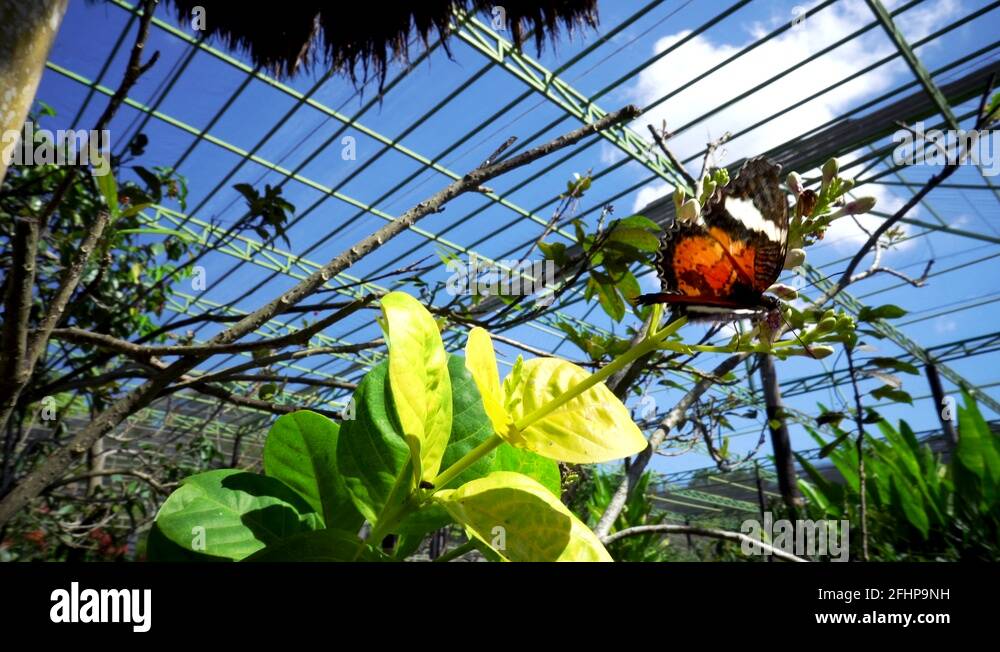 Sun flare butterfly Stock Videos & Footage - HD and 4K Video Clips - Alamy