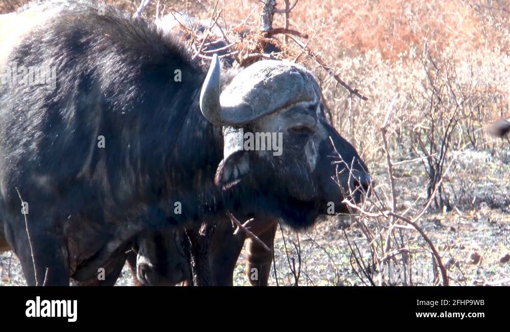 This African buffalo is chewing the cud standing under the African sun ...