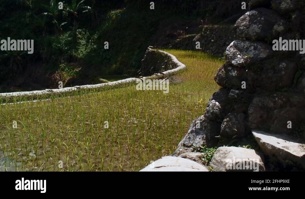 A footage of a portion of Batad Rice Terraces with a stone wall and ...