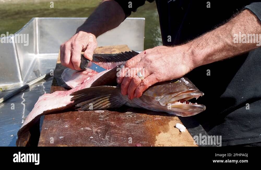 The halibut Stock Videos & Footage - HD and 4K Video Clips - Alamy