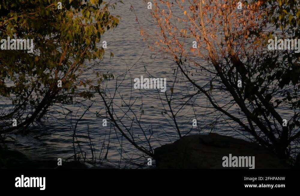 Branches over water Stock Videos & Footage - HD and 4K Video Clips - Alamy