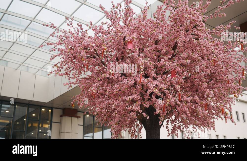 Cherry blossom front garden Stock Videos & Footage - HD and 4K Video ...