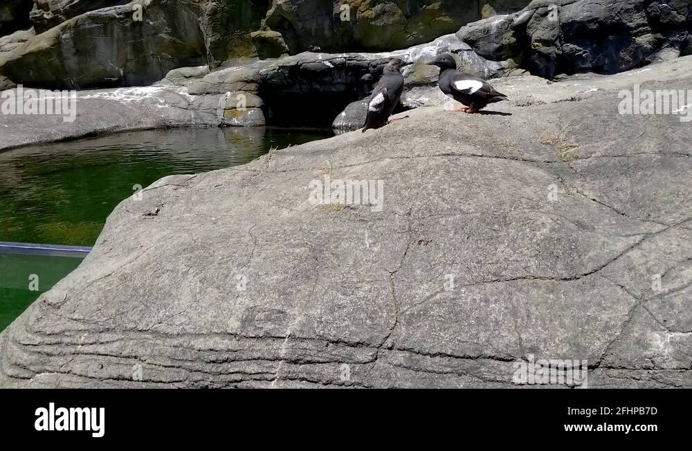 Auk standing Stock Videos & Footage - HD and 4K Video Clips - Alamy