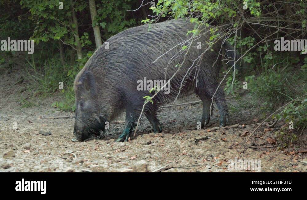 Female hog Stock Videos & Footage - HD and 4K Video Clips - Alamy