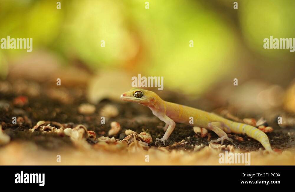 Ground gecko Stock Videos & Footage - HD and 4K Video Clips - Alamy