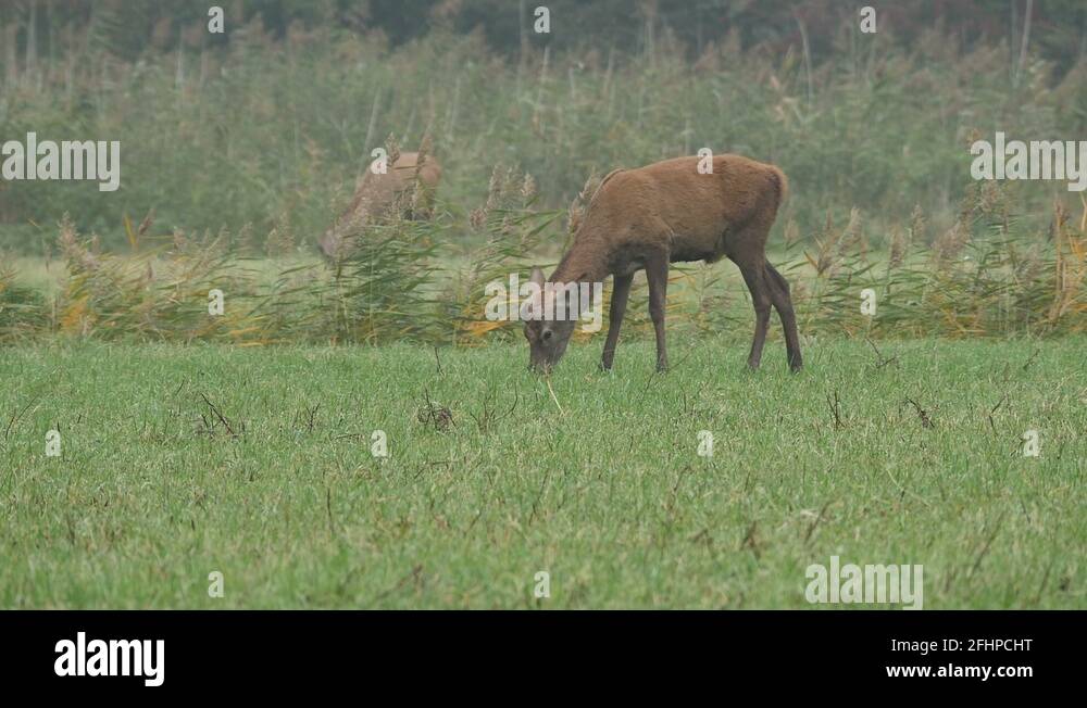 Roe deer stag Stock Videos & Footage - HD and 4K Video Clips - Alamy