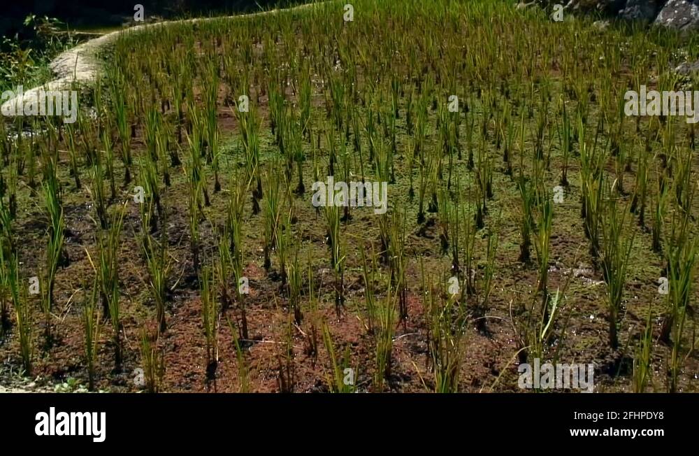 Early rice farming Stock Videos & Footage - HD and 4K Video Clips - Alamy